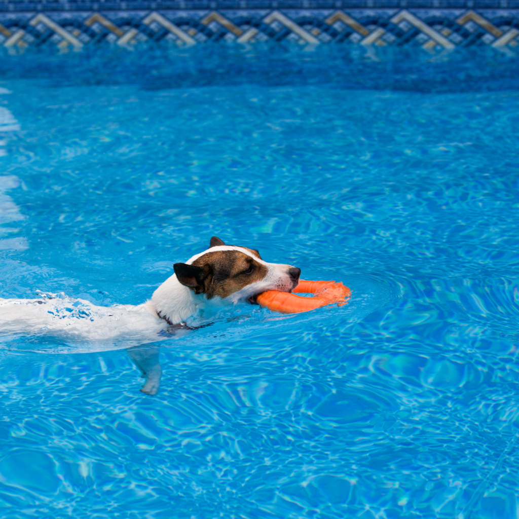 Boating With Dogs Safely: A Guide to Fun on the Water Boating With Dogs Safely: A Guide to Fun on the Water